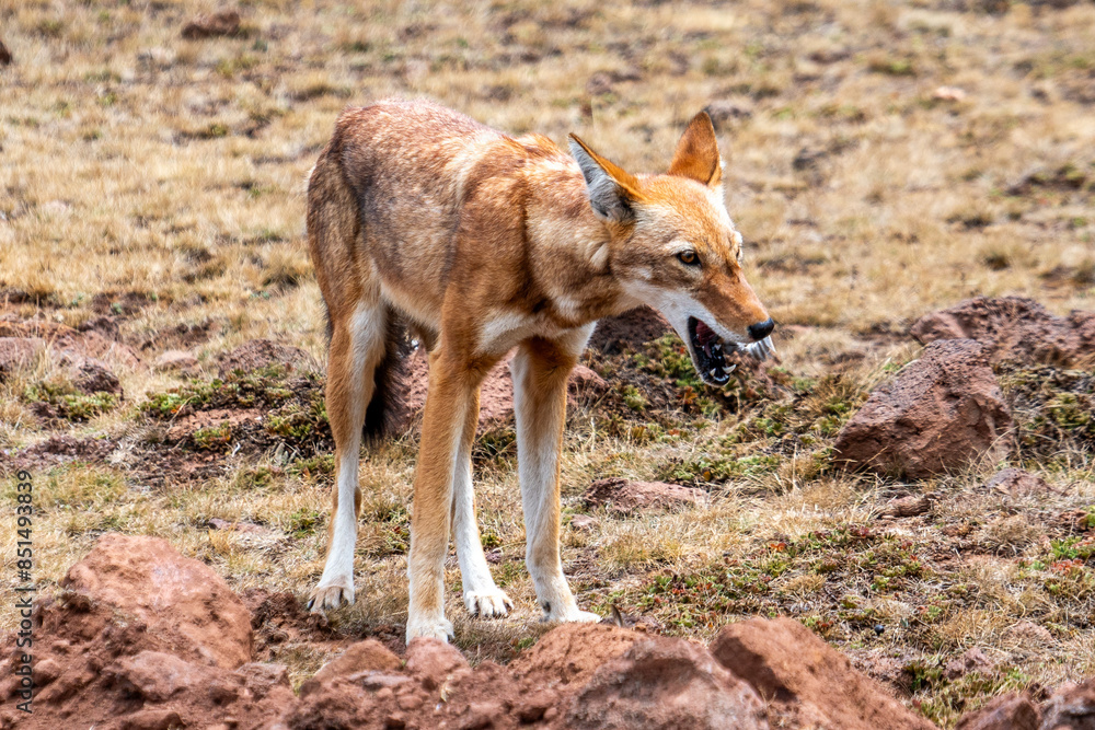 Ethiopia, a wolf of Abyssinia at the Mont Bale National Park hunts its ...