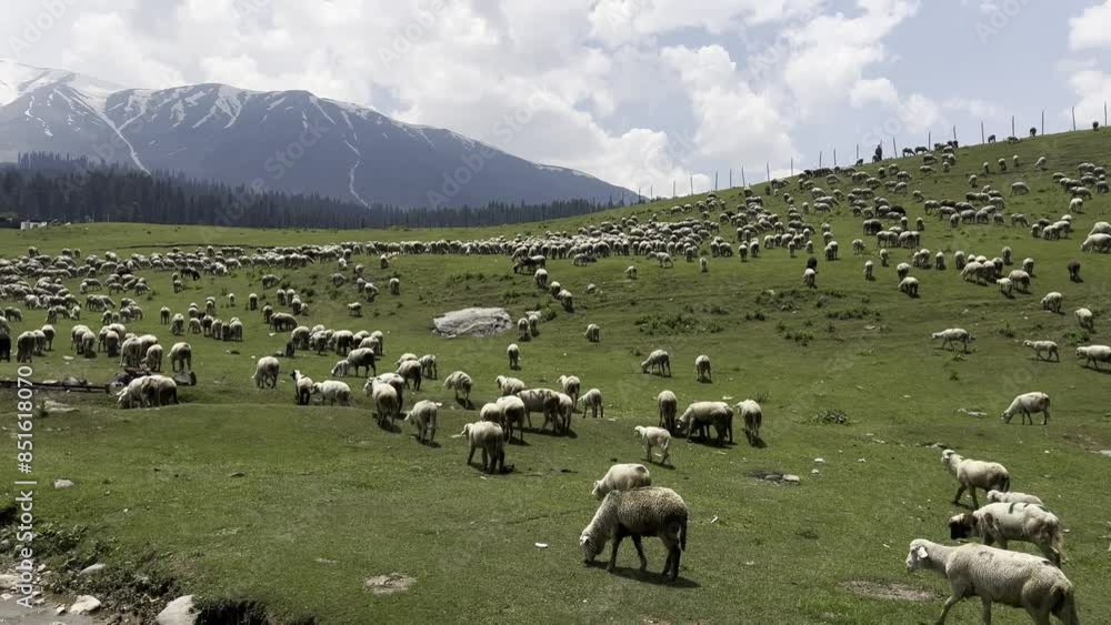 Sheep sacrifice Eid-Ul-Adha the Muslim Community Festival. Eid Adha ...
