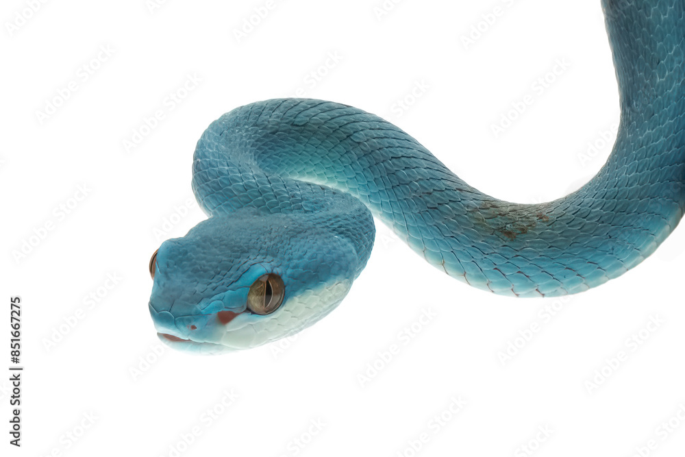 Blue viper snake closeup head isolated on white background, Blue viper ...