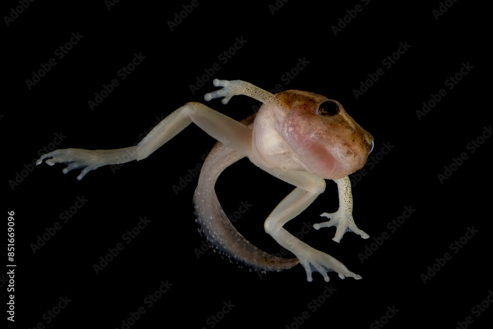 Reed frog tadpole with hind legs in the process of metamorphosis ...