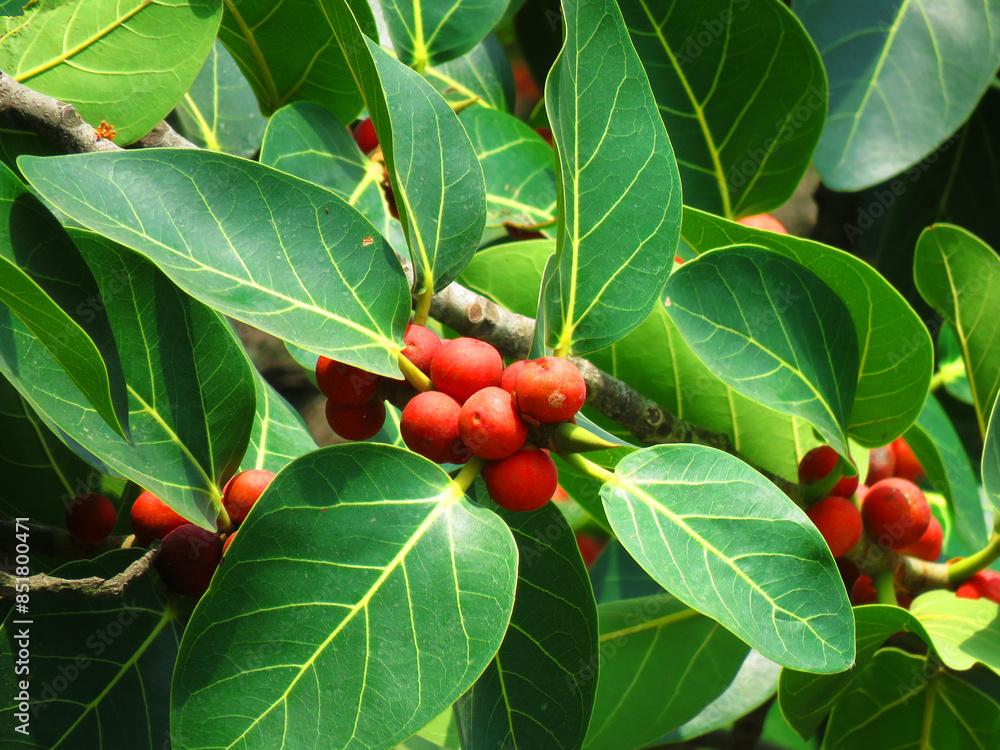 Banyan fruits. Green Leaves of Banyan tree with red fruits. Banyan ...