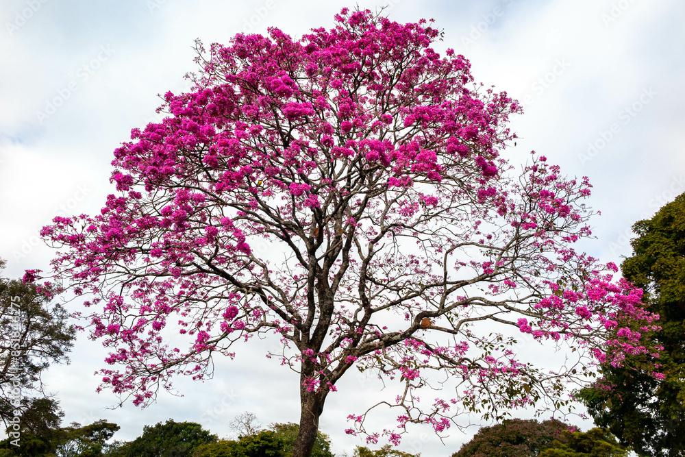 The most beautiful trees in flower: Pink Trumpet Tree (Tabebuia ...
