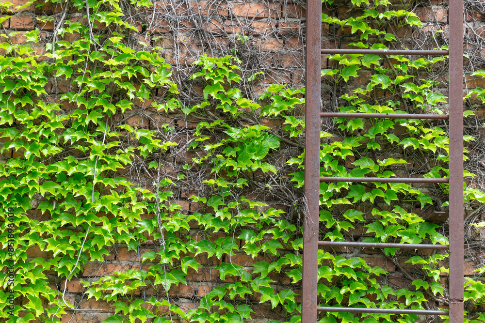 Metal ladder on overgrown wall with wild grapes. Staircase hanging ...