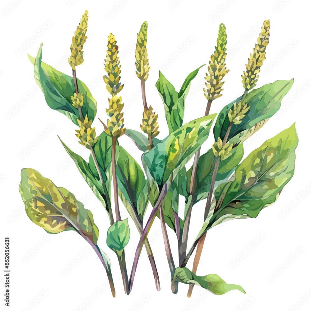 Watercolor painting vector of a Common water plantain, isolated on a white background, Common ...