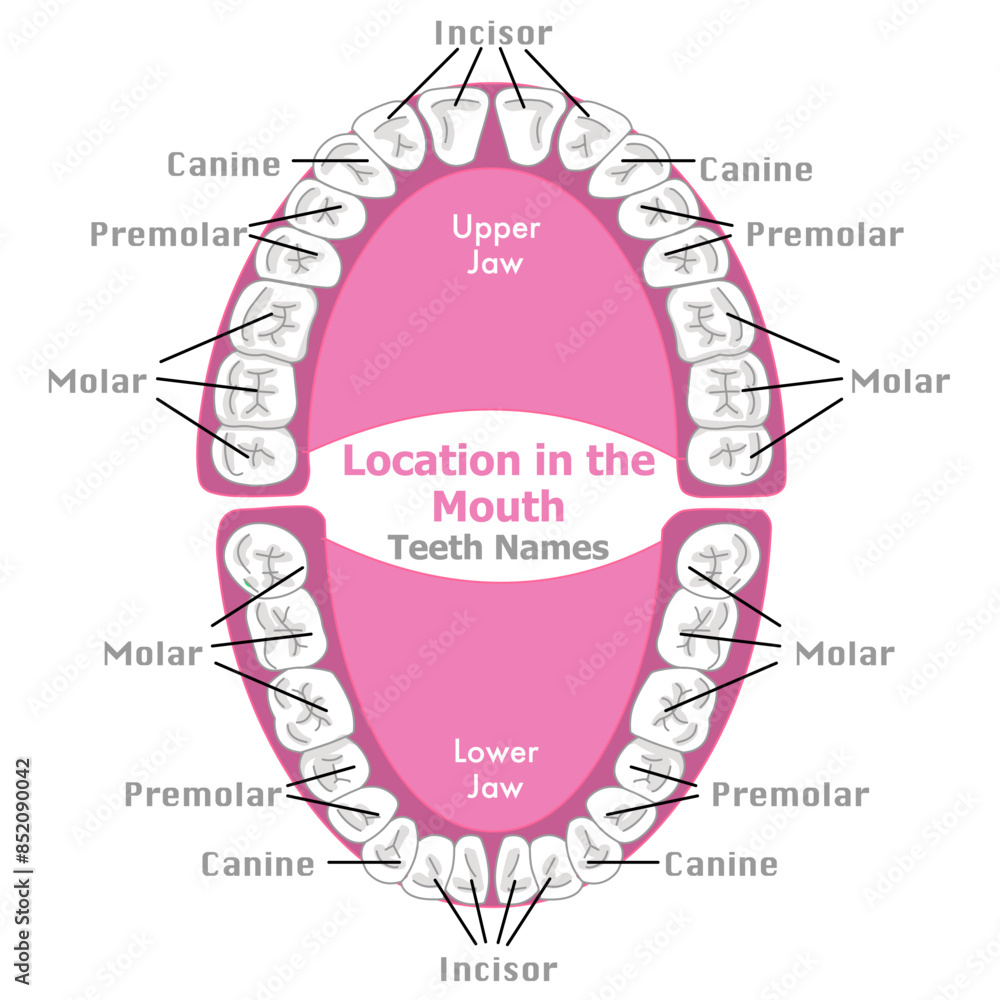 Location of tooth, teeth types. Place in mouth. Upper, lower palatal ...