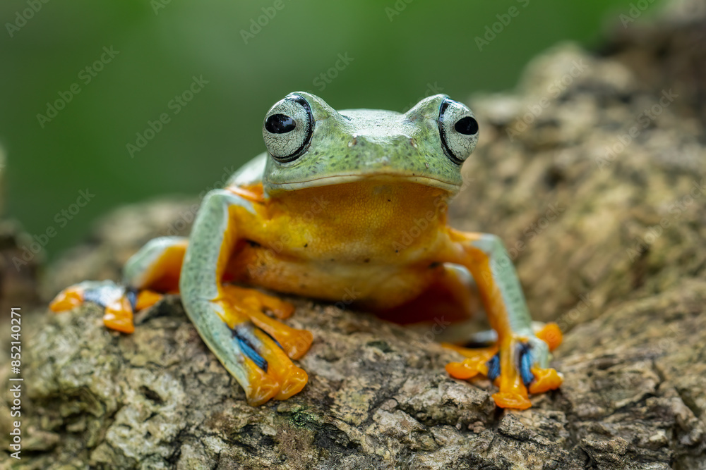 Green Flying frog (Rachophorus reinwardtii) native to Java, Indonesia ...