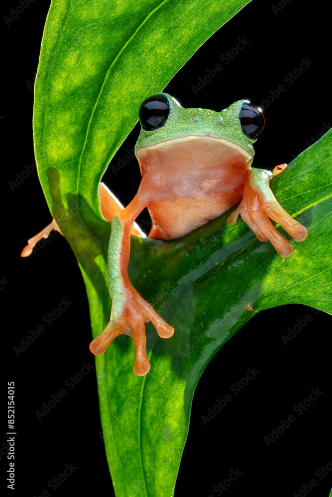 Morelet's tree frog (Agalychnis moreletii) also known as black-eyed ...