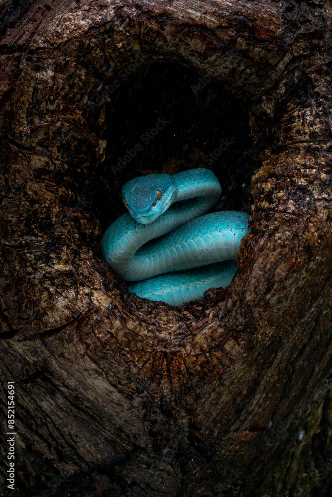 Blue White Lipped Pit Viper (Trimeresurus insularis) is a venomous pit ...