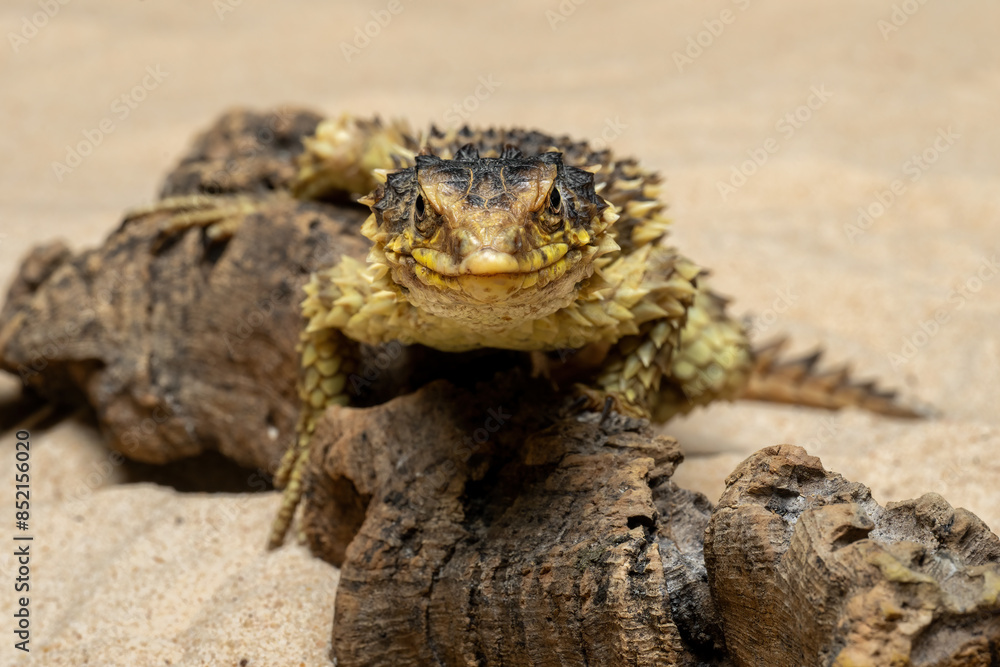 The Sungazer (Smaug giganteus) is a species of lizard from sub-Saharan ...