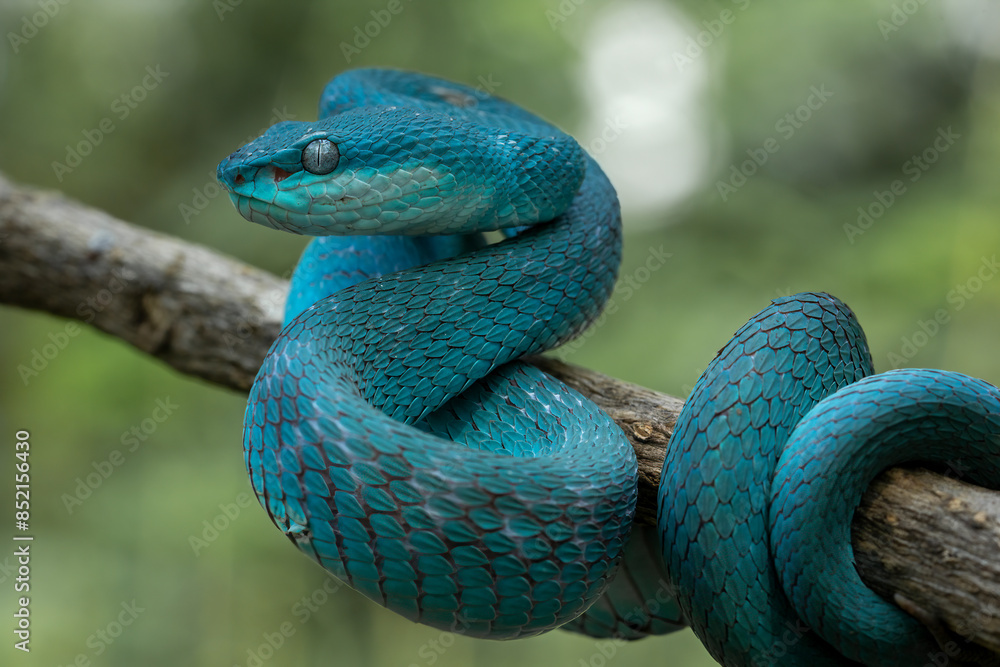 Blue White-lipped Pit Viper (Trimeresurus insularis) is venomous pit ...