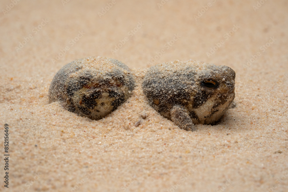 The Desert Rain Frog (Breviceps macrops) is a species of frog that does ...
