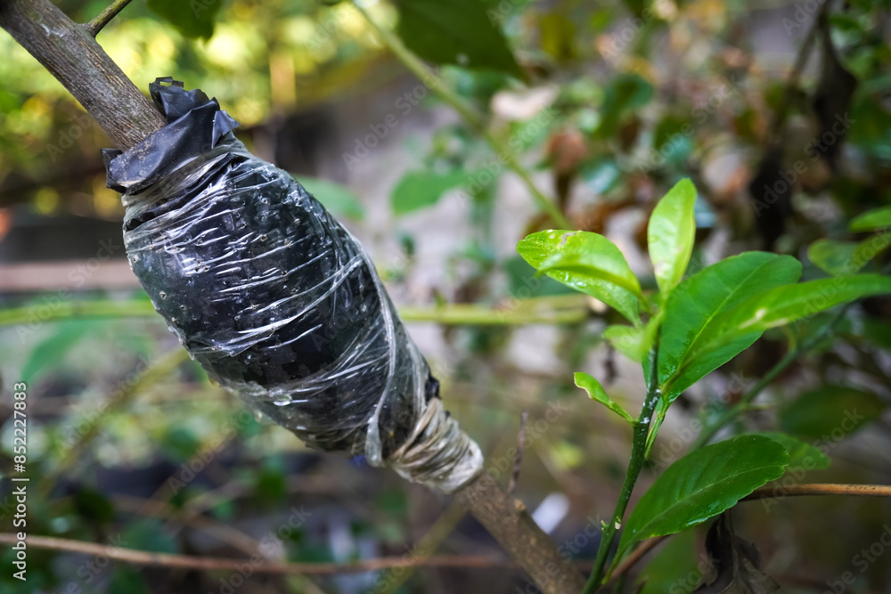 The process of vegetative propagation using the air layering method on ...