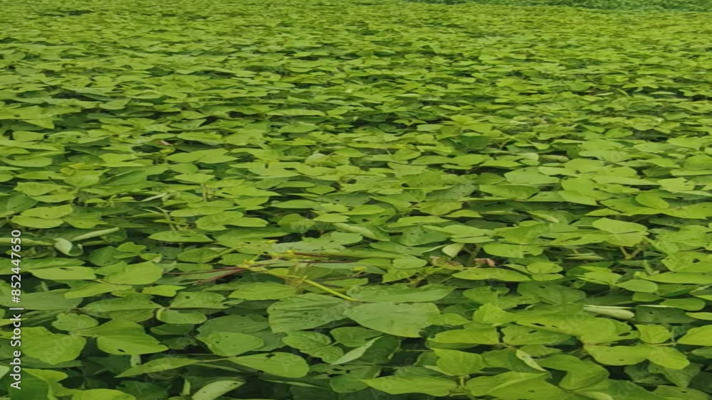 Green Mung bean crop close up in agriculture field, Mung bean green ...
