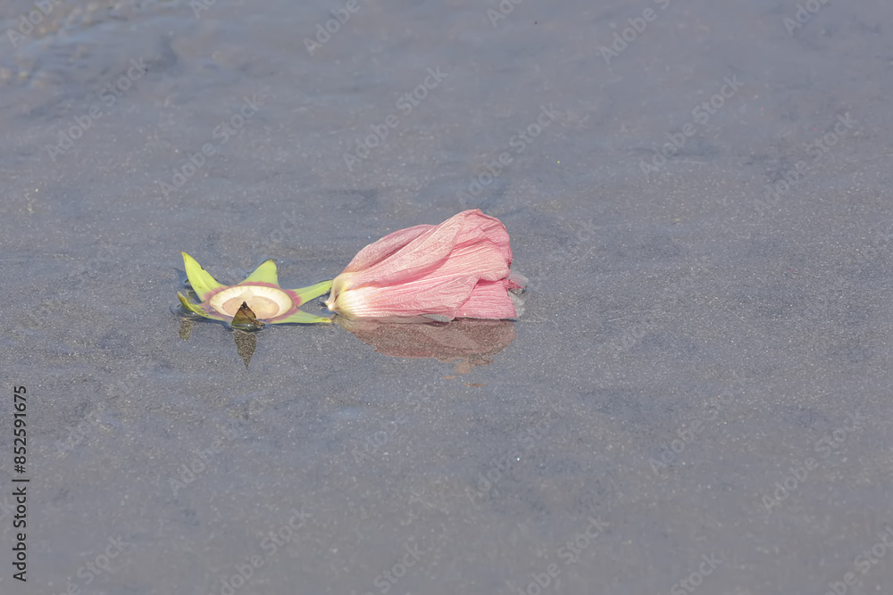 A portia tree flower was carried by the river water to the estuary of ...