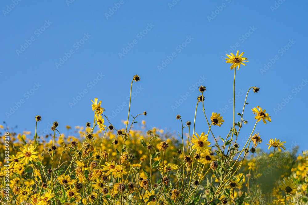 Encelia californica，flowering plant in the family Asteraceae，California ...