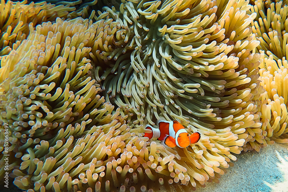 Clown fish (Amphiprion ocellaris) hide in anemones from predators in ...