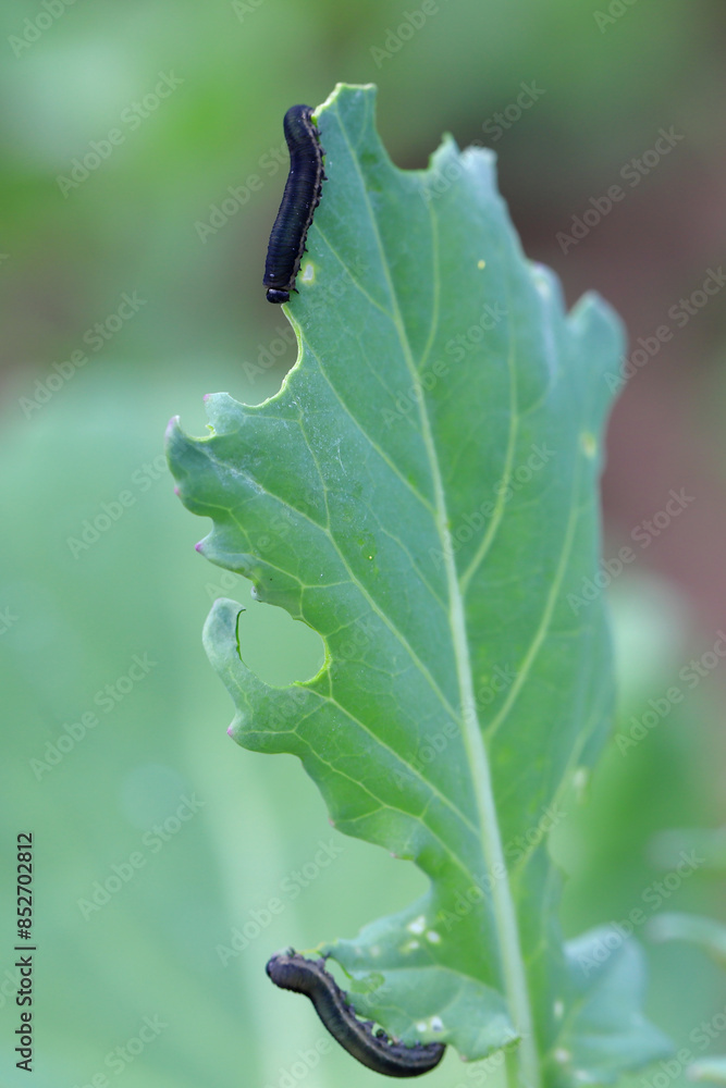 Larva, caterpillar of turnip sawfly (Athalia colibri or rosae). Pest ...