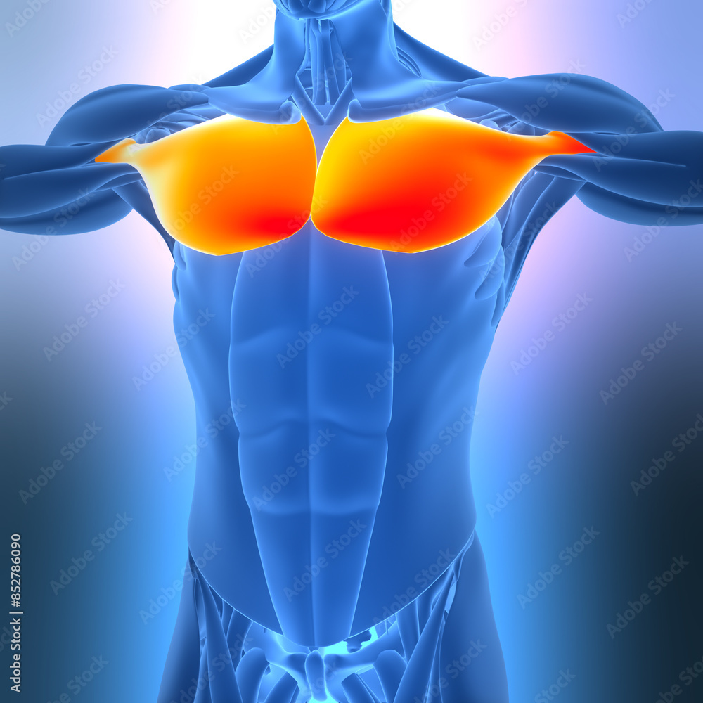 Poster Human Muscular System Torso Muscles Pectoral Muscles Anatomy ...