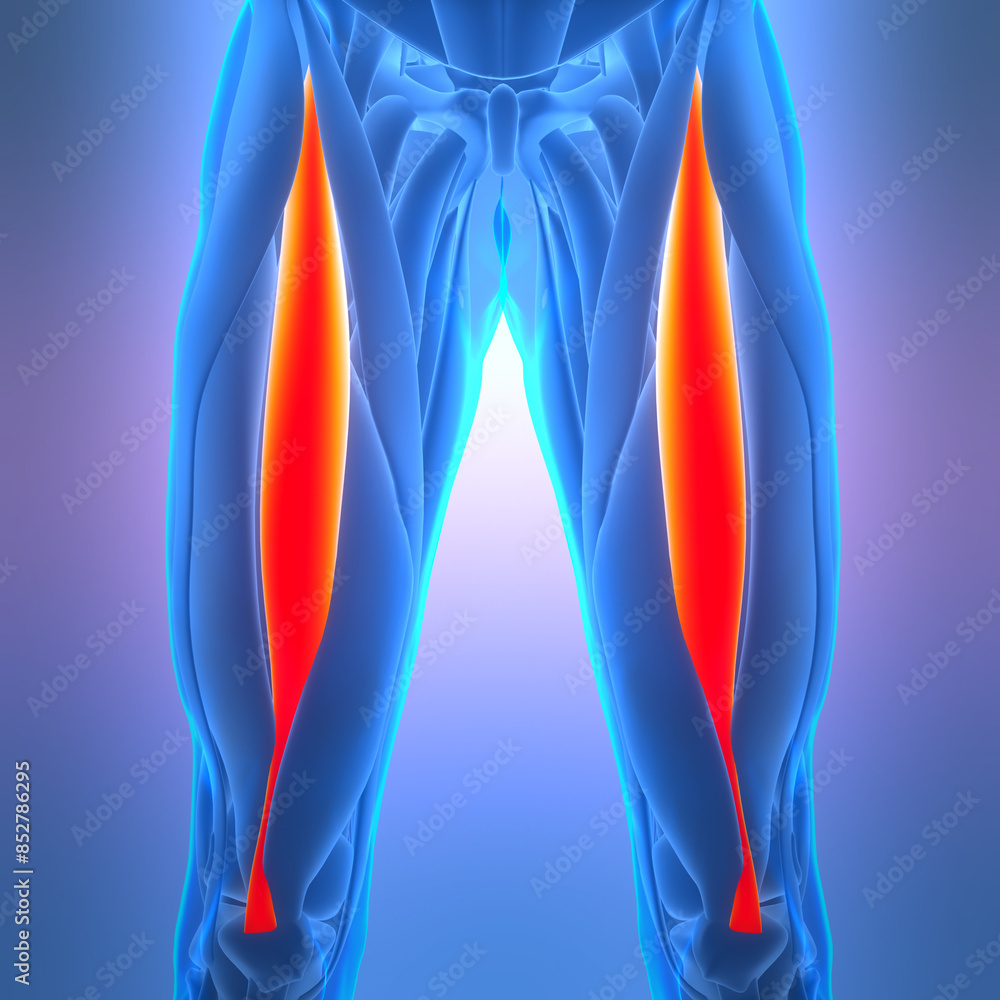 Human Muscular System Torso Muscles Abdominal External Oblique Muscle ...