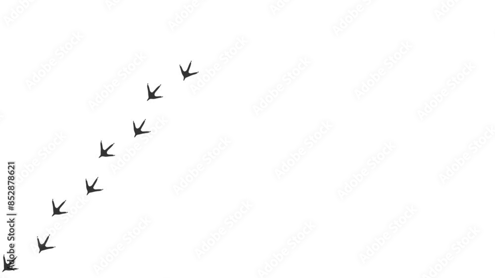 Loop animation of the black silhouette of the footprints of a bird ...