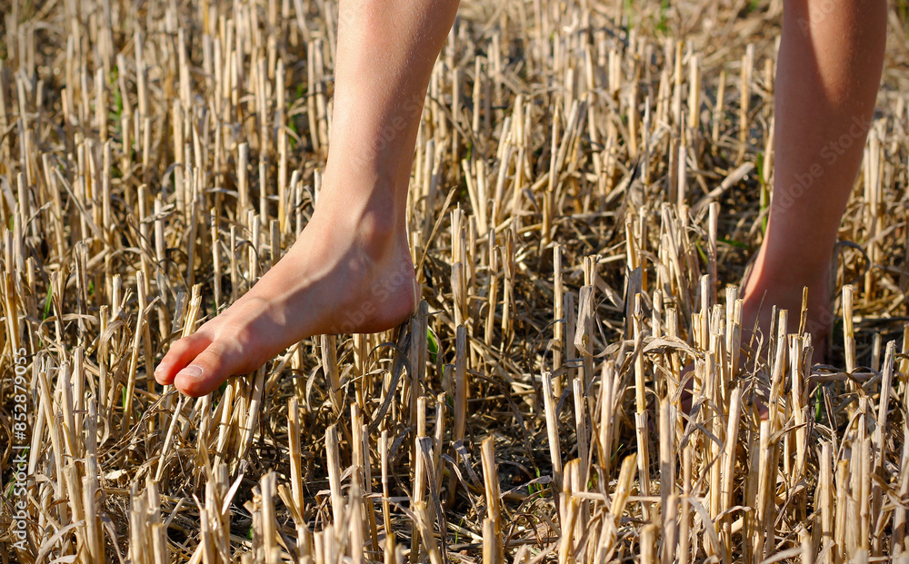 Bare feet of a Caucasian boy treading carefully on freshly cut stubble ...