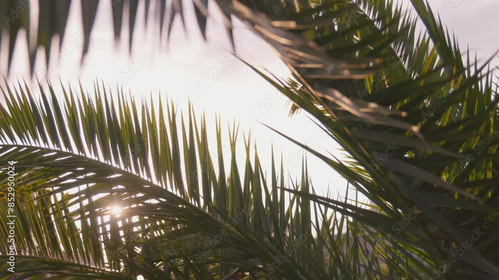 palm tree on sky background. Tropical palm leaf, sun shining through ...