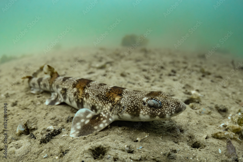 The puffadder shyshark (Haploblepharus edwardsii), also known as the ...