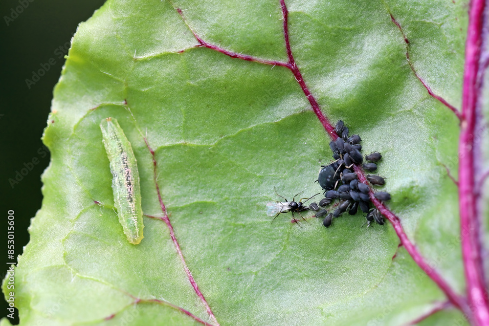 Tiny parasitoid wasp that use aphids as their hosts Aphidiidae ...