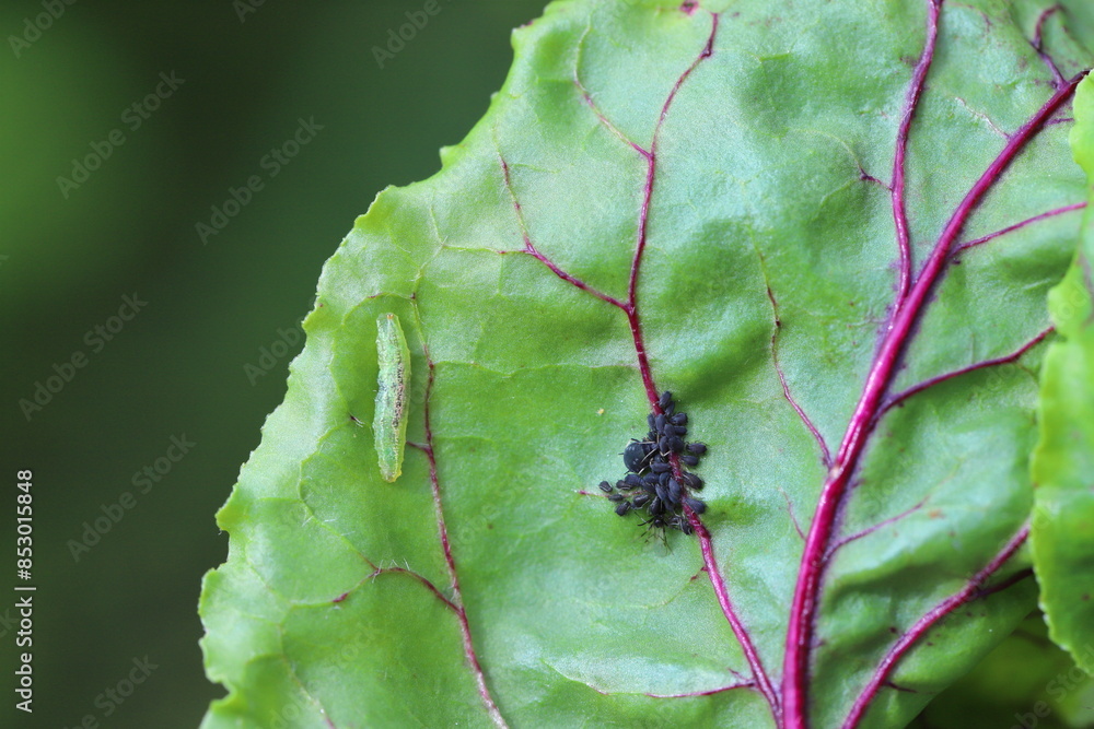 Foto de Tiny parasitoid wasp that use aphids as their hosts Aphidiidae ...