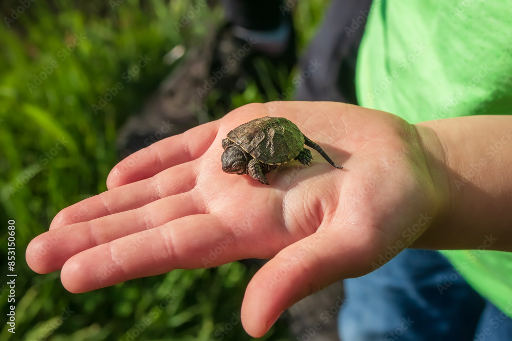 Small turtle on hand. The European pond turtle (Emys orbicularis), also ...