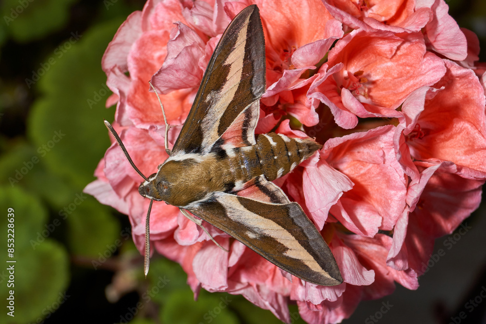 The bedstraw hawk-moth (Hyles gallii) belongs to the hawk moth family ...