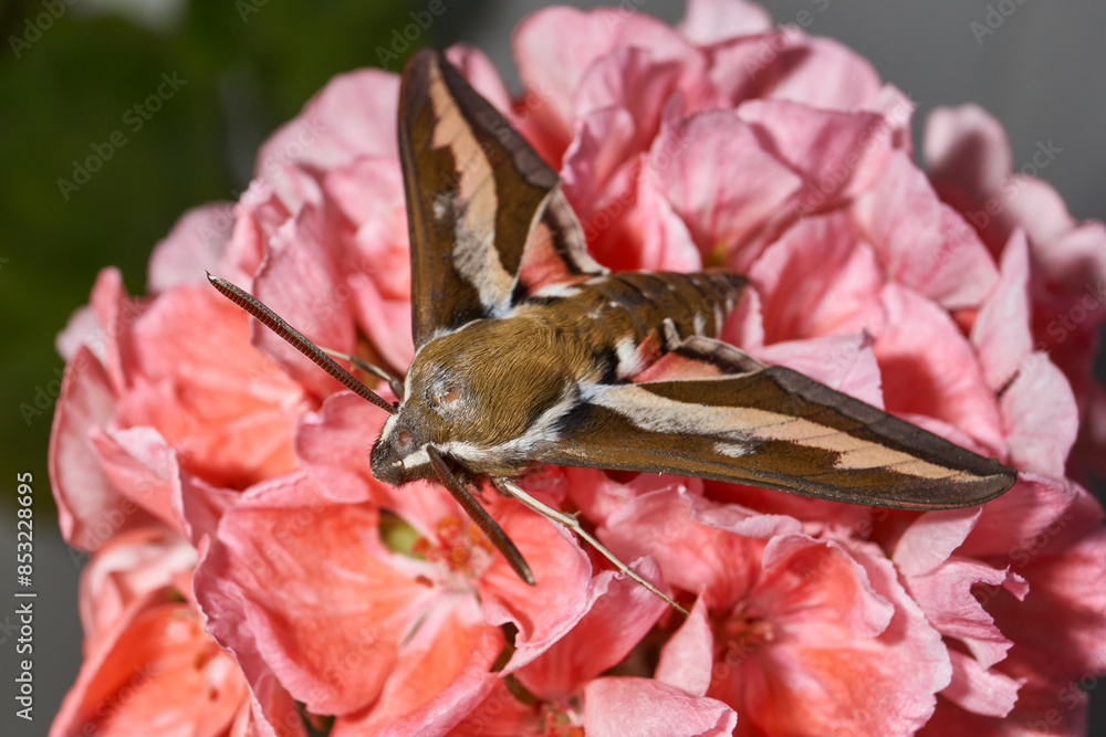 The bedstraw hawk-moth (Hyles gallii) belongs to the hawk moth family ...