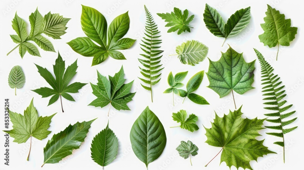 Variety of leaves of different shapes and shades of green on white ...