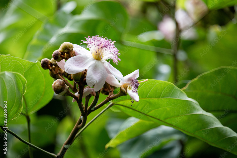 Flor do urucuzeiro, árvore cujo fruto é o urucum, de onde se extrai o ...