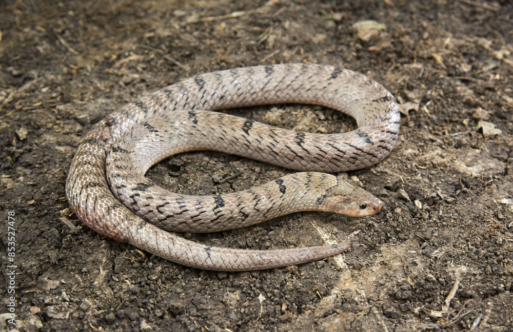 ptyas korros snake laying on the ground in the garden . close up view ...