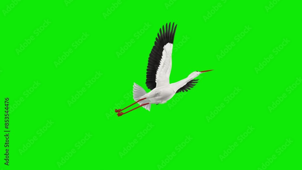 White Stork Bird - Flying Loop - Low Angle View Close Up - Green Screen ...