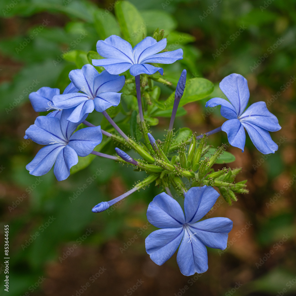 Closeup view of bright blue flowers and buds of climber shrub plumbago ...