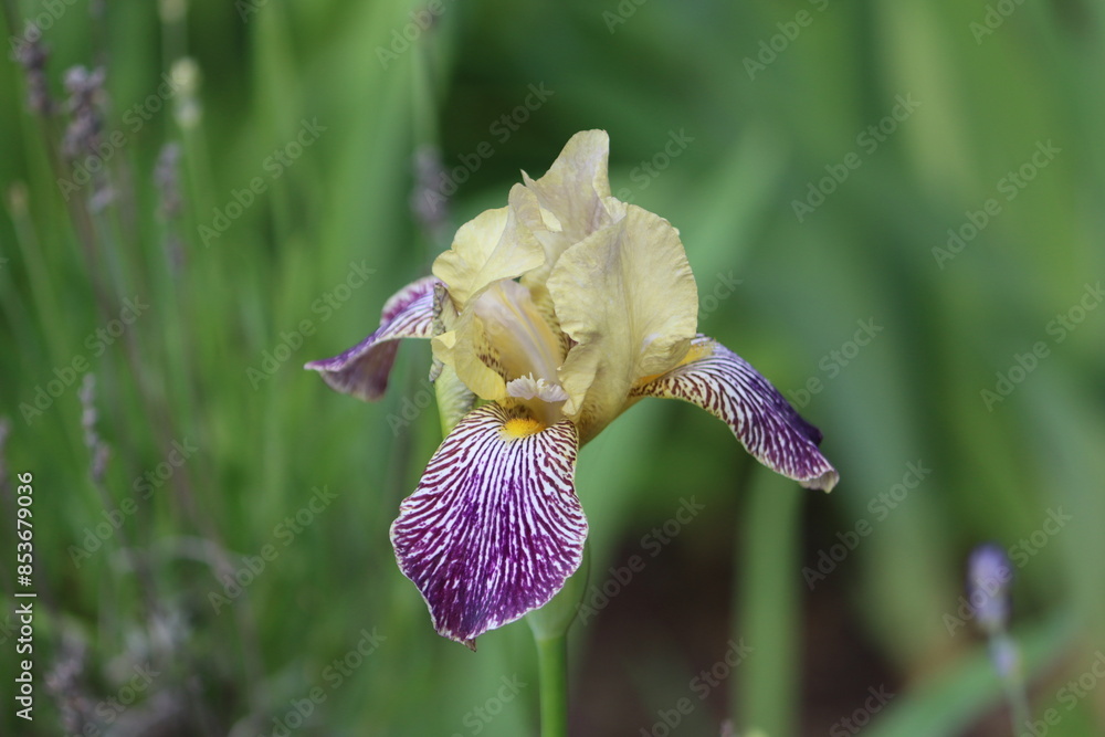 Iris × germanica is the accepted name for a species of flowering plants ...