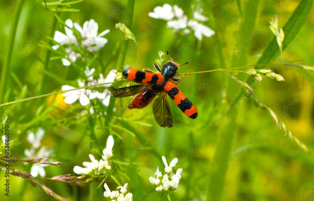 Bee beetle, Trichodes apiaries L. The larvae feed on bee bread, bee ...