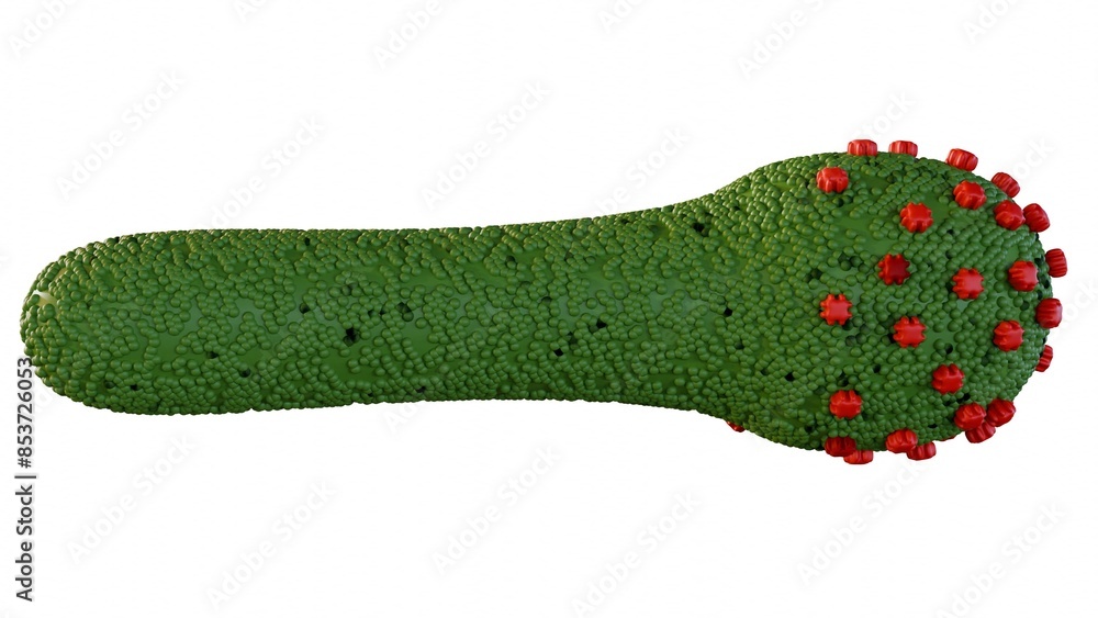 3d rendering of baculovirus lifecycle are known to infect insects, the ...