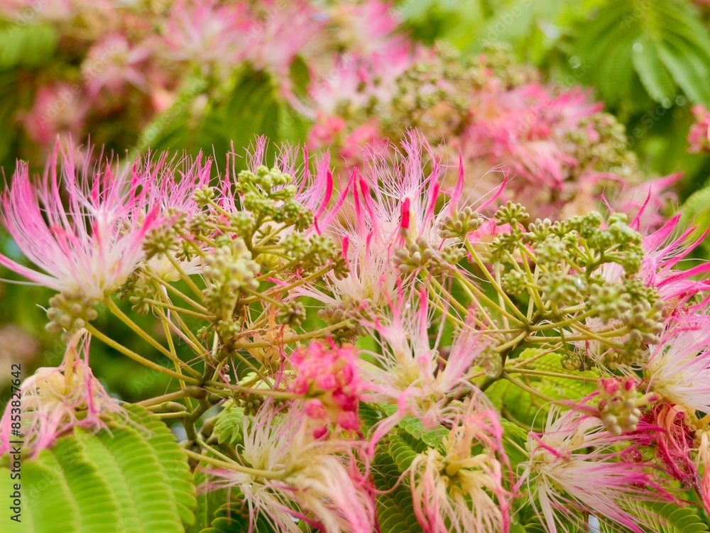 Flowers of the Persian silk tree, pink silk tree, or mimosa tree ...