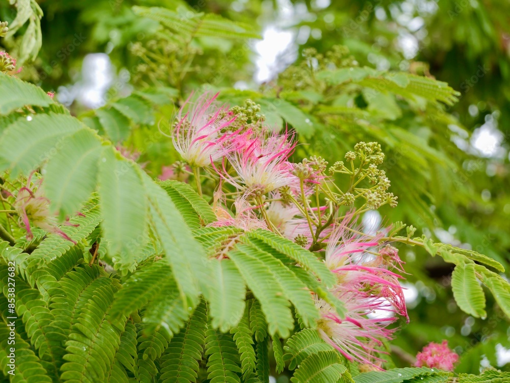 Flowers of the Persian silk tree, pink silk tree, or mimosa tree ...