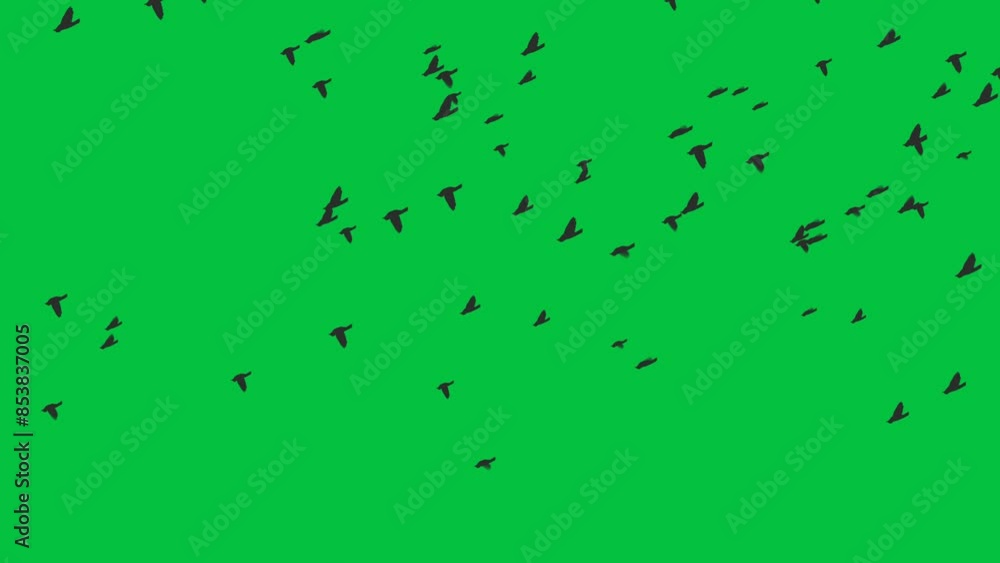 2d birds flock flying with wings in the sky animation on green screen ...