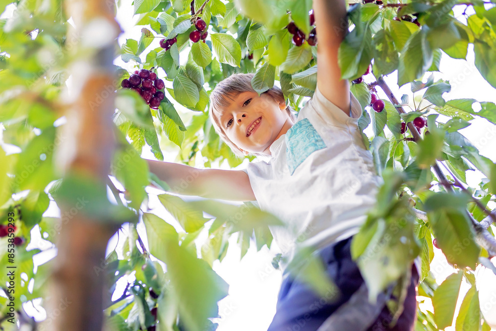 Cute child, boy, climbing cherry tree and eating cherries right from ...