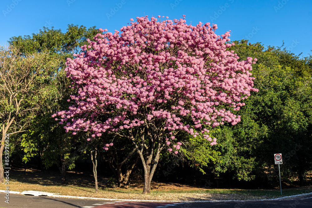Pink Ipe with scientific name Handroanthus heptaphyllus in Brazil ...