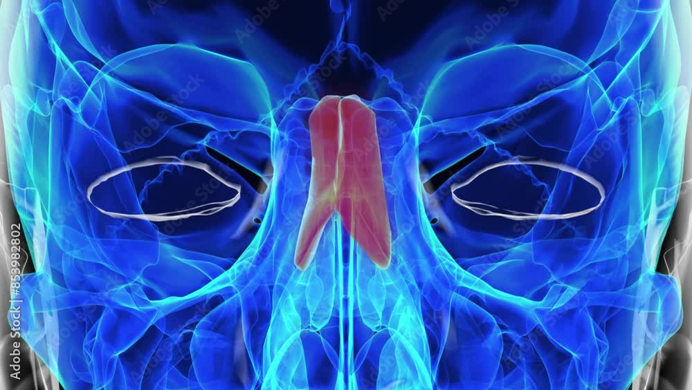 Human skeleton nasal bone anatomy 3D rendering Stock Video | Adobe Stock