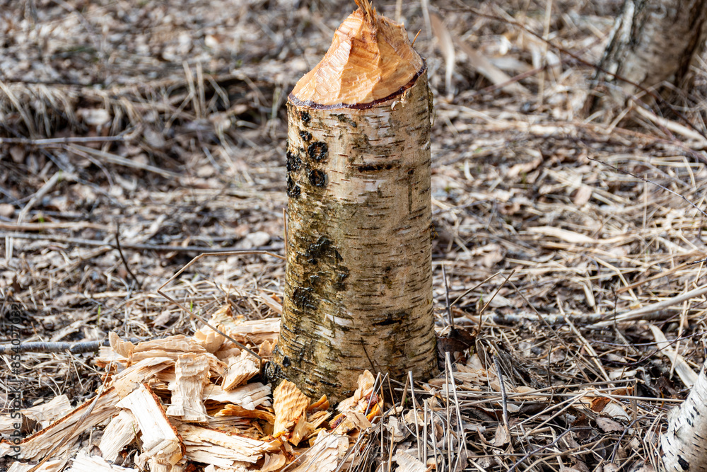 Forest growing around beavers, tree trunks felled by beavers, beaver gnawed tree, wood shavings ...