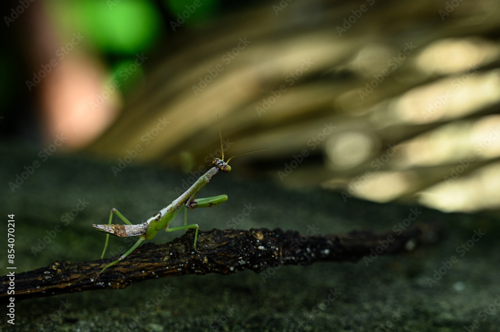 praying mantis on a branch, close up of a insect, green praying mantis ...