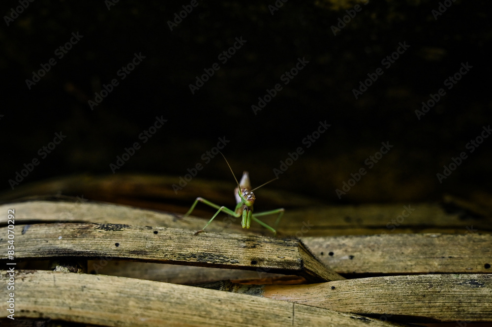 green praying mantis, mantis religious, praying mantis, Entomology ...