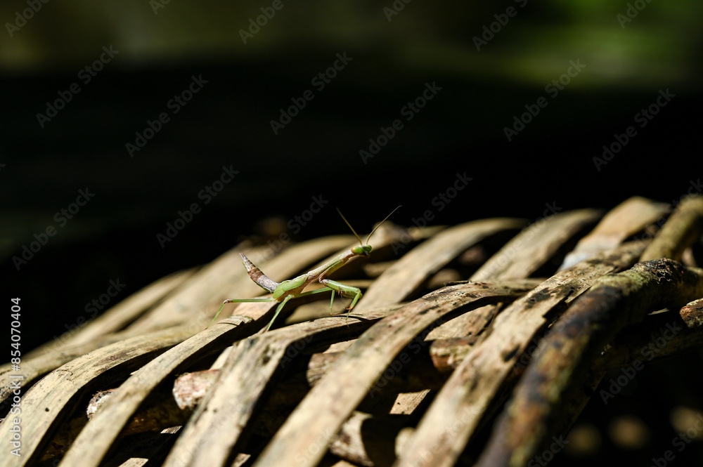 green praying mantis, mantis religious, praying mantis, Entomology ...